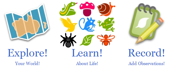 Citizen Science Network iNaturalist Celebrates Millionth Nature ...