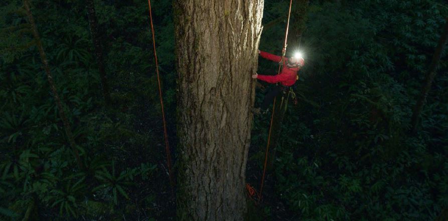 Review of rope-based access methods for the forest canopy | CanopyMeg